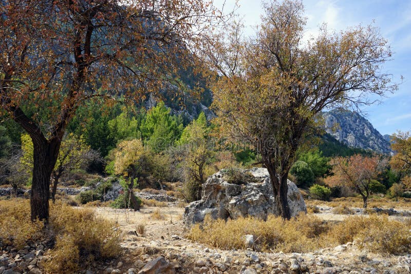 Autumn Trees in North Cyprus Stock Photo - Image of rock, mount: 131471062