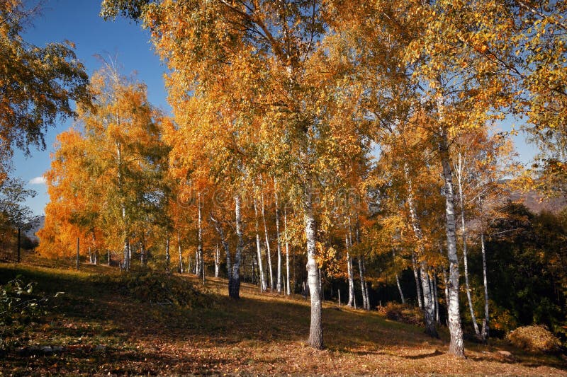 October Forest in the Reserve! Stock Image - Image of ð·ð°ð¿oð²ðµð ...