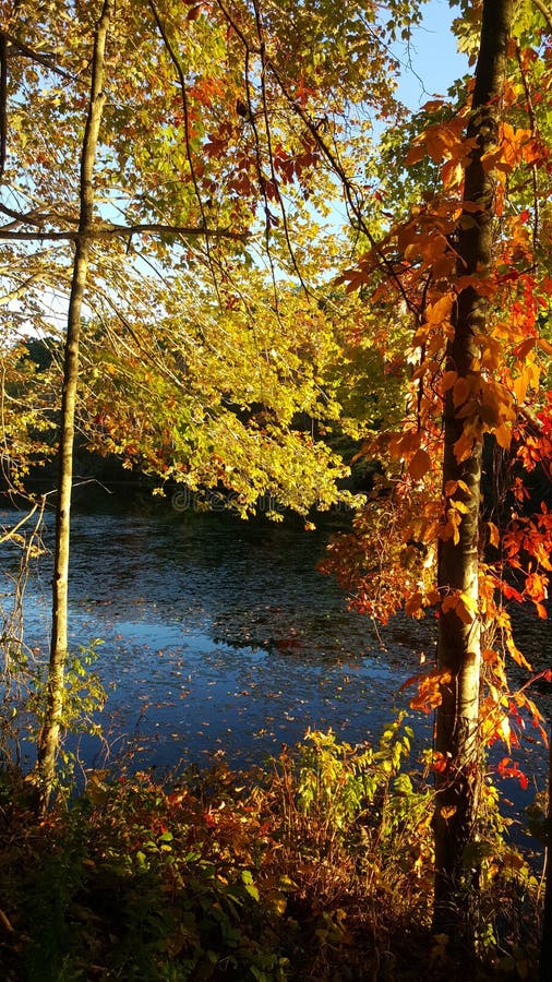 Autumn trees over river stock photo. Image of outdoor - 61090248
