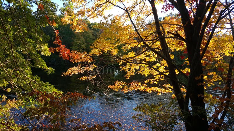 Autumn trees over river stock image. Image of fall, color - 61090303