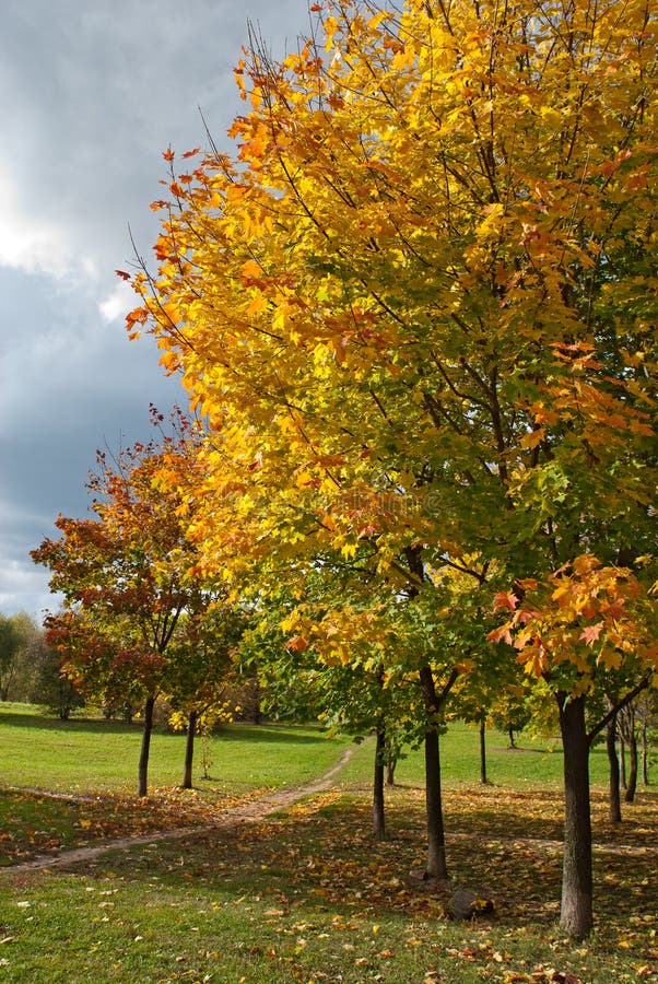 Row of English Oak Trees in Autumn Colors Stock Photo - Image of autumn ...