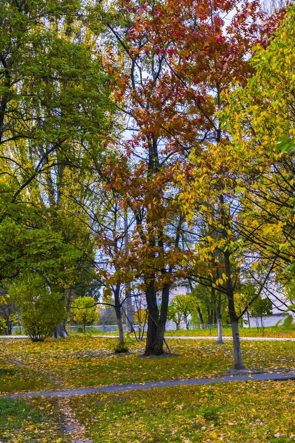 Autumn trees in the park stock photo. Image of flora - 180169386
