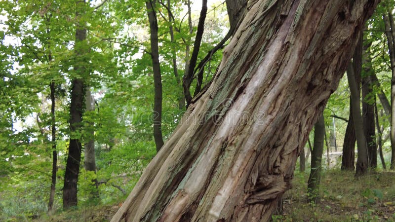 Autumn trees in the park stock footage. Video of nature - 258037184