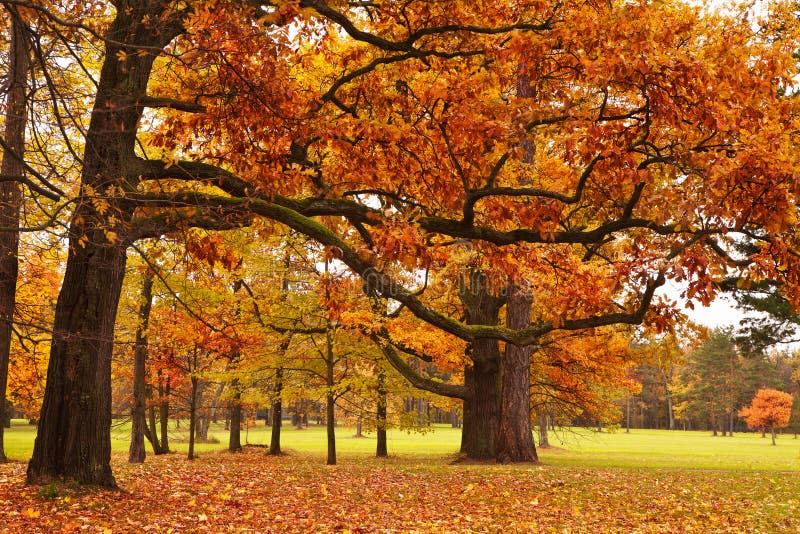 Autumn trees in park stock image. Image of landscape - 33383673