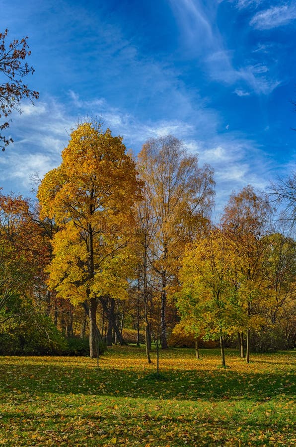 Autumn trees in the park stock photo. Image of sunlight - 46327538