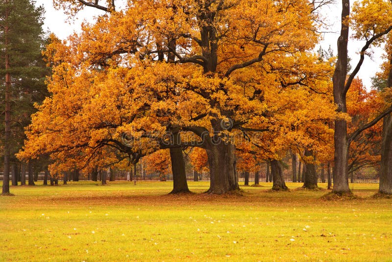 Autumn trees in park stock image. Image of idyllic, season - 33745637