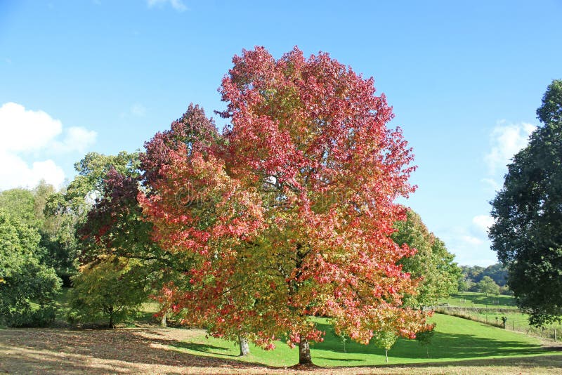 Autumn tree in a park stock photo. Image of leaves, yellow - 206259634