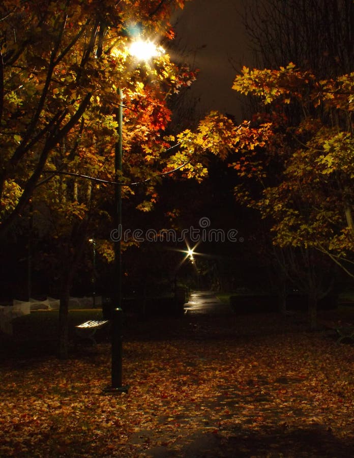 Autumn Trees in a Park Early Night Stock Image - Image of outdoor, fall ...