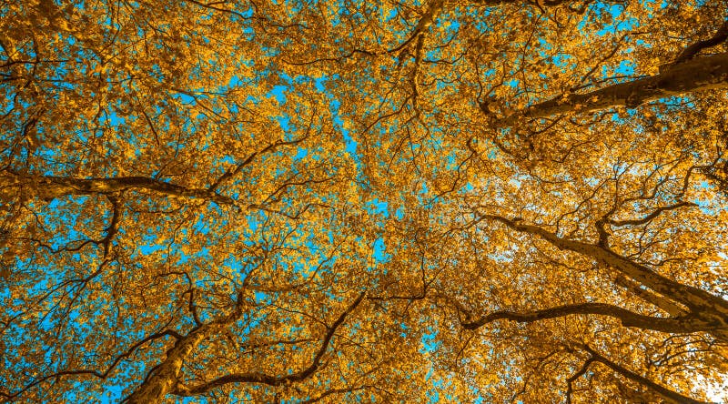 Autumn Trees in the Park, Perfect Fall Scenery Stock Photo - Image of ...