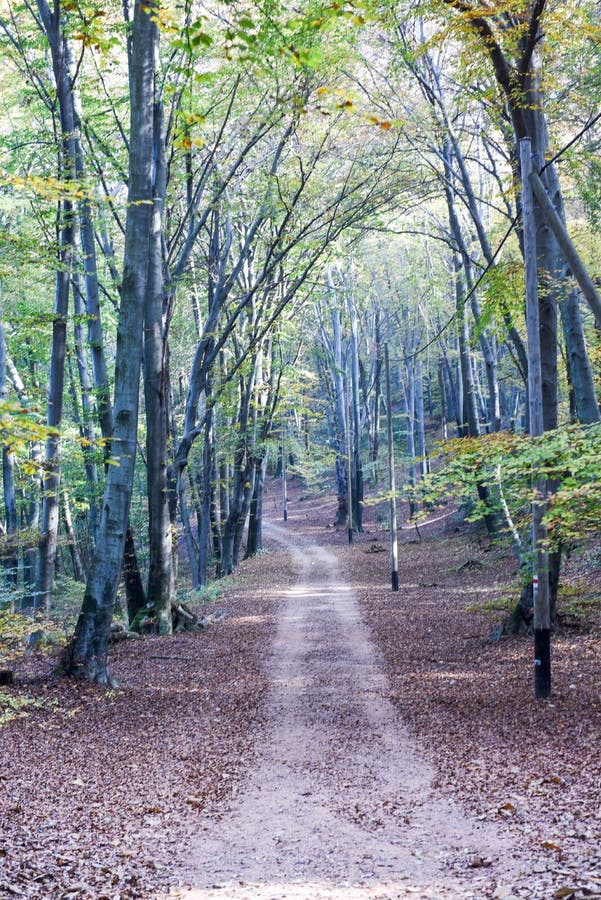 Autumn Trees and Pathway on the Wood of Carona Stock Image - Image of ...