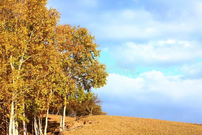 Autumn trees in prairie stock photo. Image of beautiful - 24456246