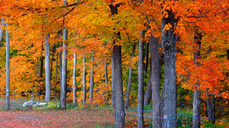 Autumn Trees in Quebec Province Stock Image - Image of environment ...