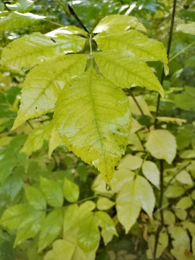 Autumn Trees after Rain in the Forest Stock Image - Image of trees ...