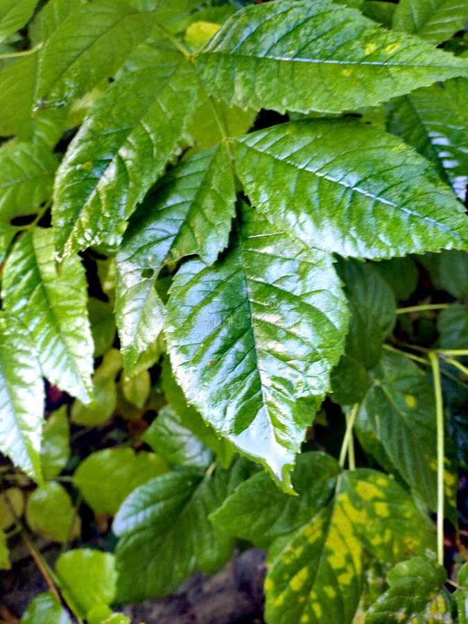 Autumn Trees after Rain in the Forest Stock Photo - Image of forest ...