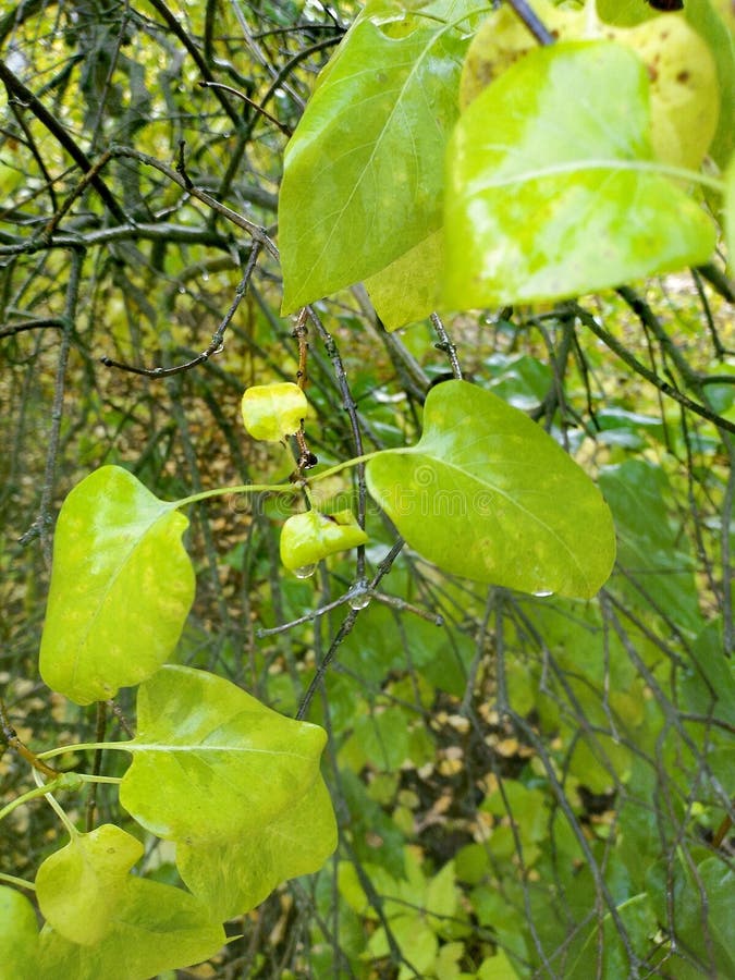 Autumn Trees after Rain in the Forest Stock Image - Image of forest ...