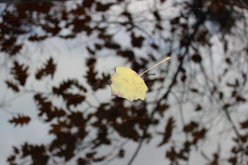 Autumn Trees Reflected in the Car Window with a Leaf Stuck To it Stock ...