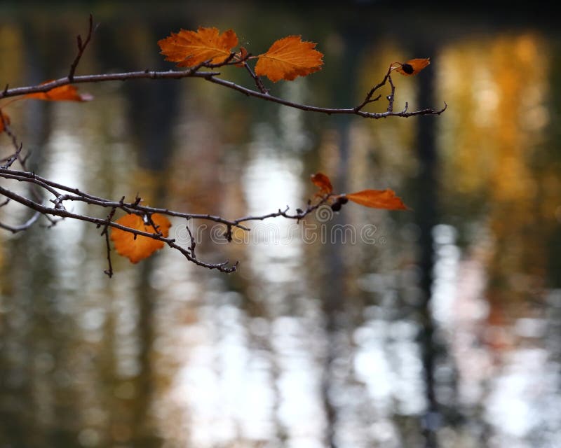 Autumn trees reflection stock image. Image of foliage - 232823671