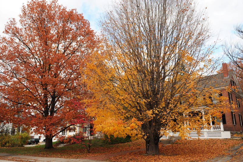 Autumn Trees in Residential Area Stock Photo - Image of foliage ...