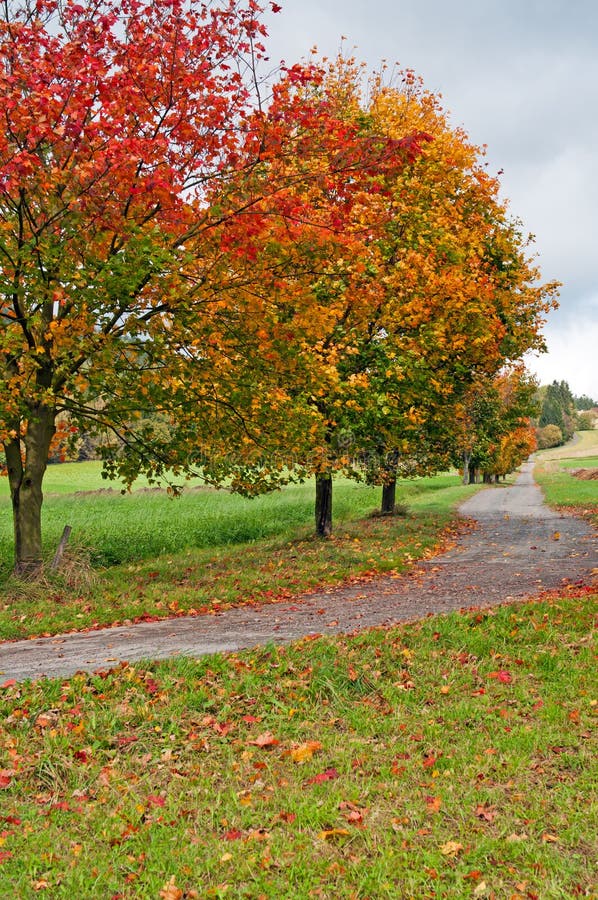 Autumn Trees at the Road stock image. Image of field - 22733941