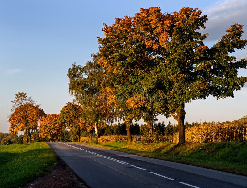 Autumn trees by the road stock photo. Image of color - 161473394