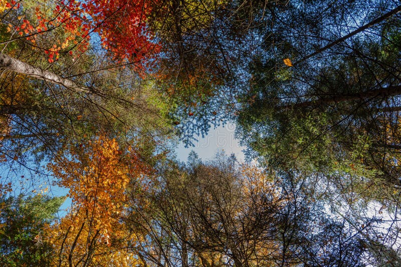 Autumn Trees Seen from the Forest Floor. Low Angle View of Tree Top ...