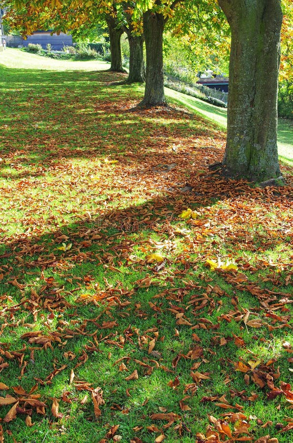 Autumn trees and shadows stock photo. Image of fall, trunks - 45531316