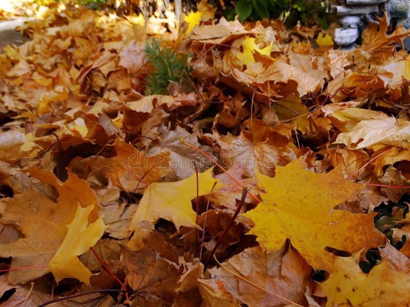 Leaf litter stock image. Image of season, october, fall - 129673281