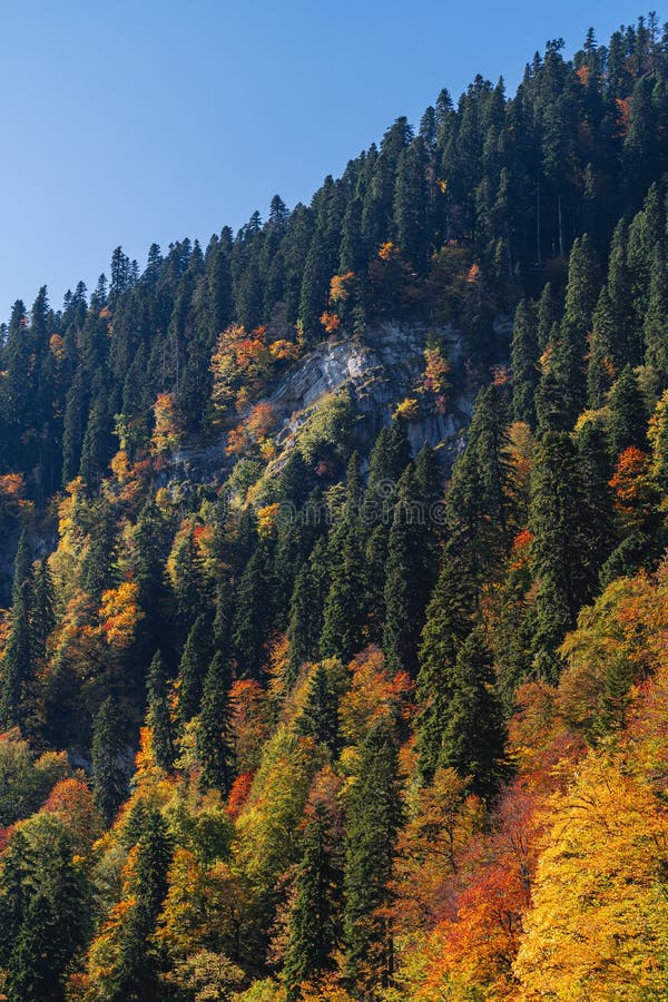 Autumn Trees on the Side of the Mountains. Stock Image - Image of park ...