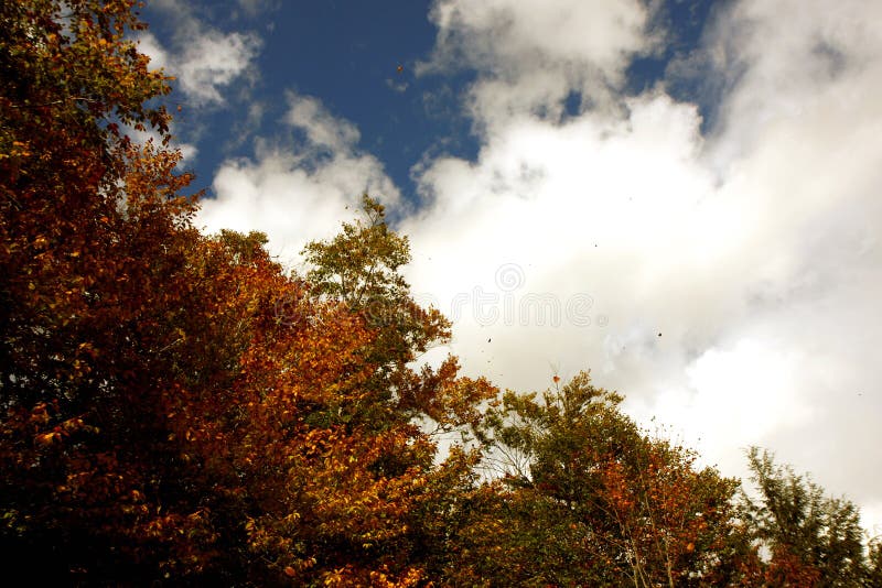 Autumn trees and sky stock photo. Image of weather, seasons - 16137642