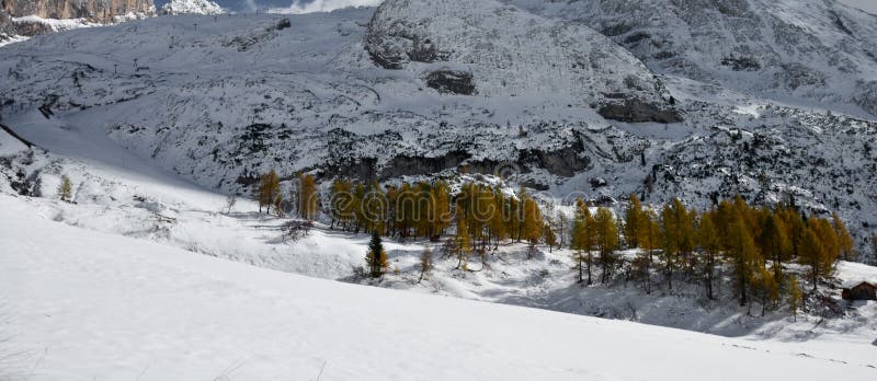 Autumn trees in the snow stock photo. Image of highest - 231807462