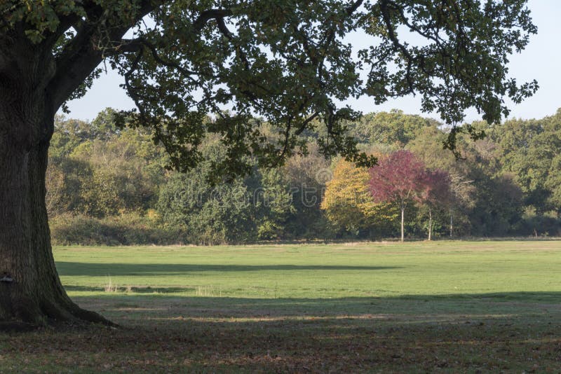 Autumn on Southampton Common Stock Photo - Image of golden, trees ...