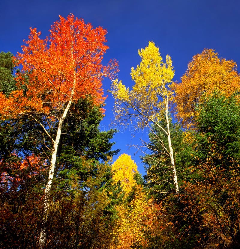 Autumn trees stock photo. Image of haze, grove, country - 46211918