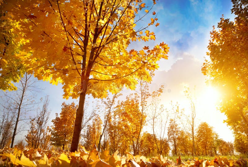 Autumn trees at sunset stock image. Image of leaves, natural - 27313447