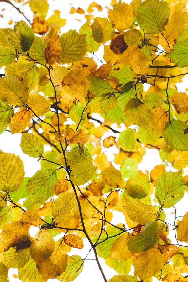 Autumn Trees Texture Background Stock Image - Image of autumn, nature ...