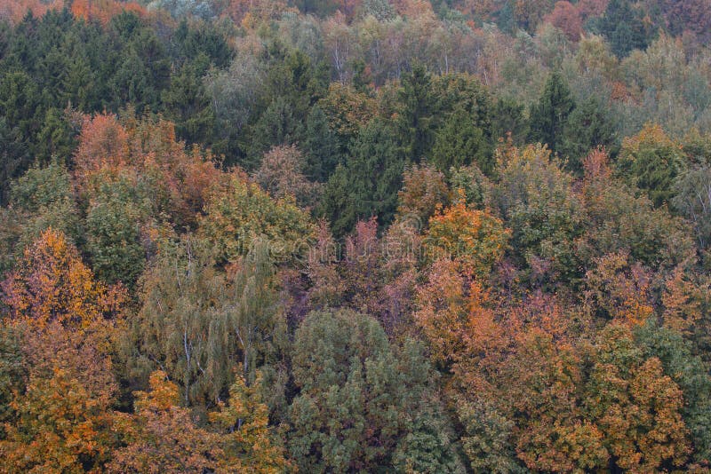 Autumn trees top view. stock image. Image of crowns - 258025957