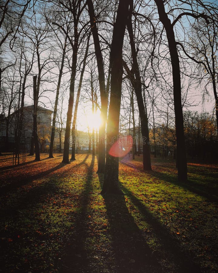 Autumn trees stock image. Image of bare, autumn, covered - 119988697