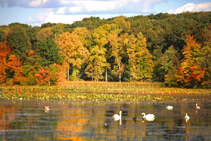 Autumn trees in twilight stock image. Image of ducks - 59615939