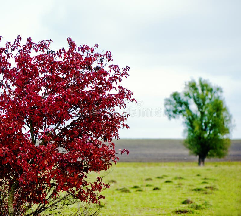Autumn trees stock image. Image of plant, tree, autumn - 31416331