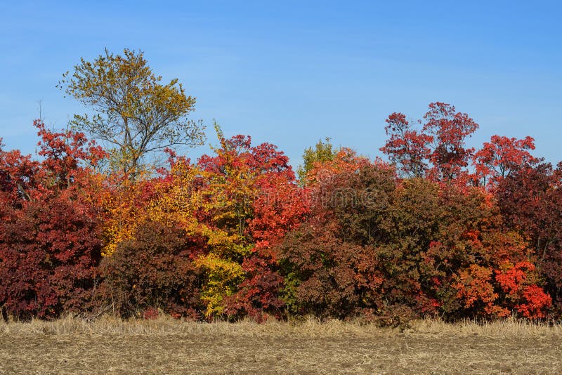 Autumn Trees Under Blue Sky Stock Image - Image of landscape, season ...