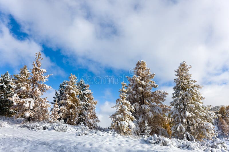 Autumn trees under snow stock photo. Image of color, nature - 15919864