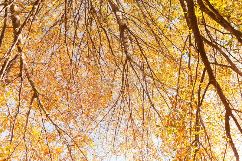 Autumn trees stock image. Image of golden, plant, season - 43063371
