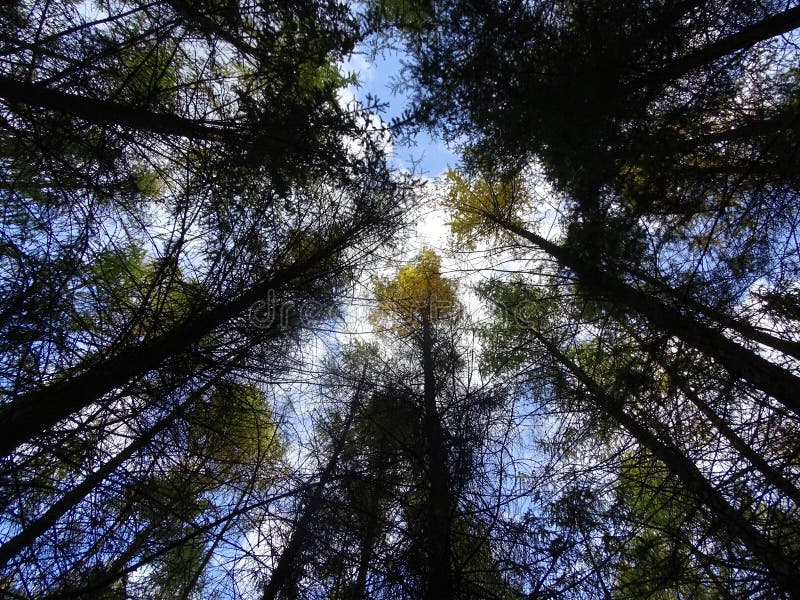 Autumn trees stock image. Image of parasite, tree, branches - 65931477