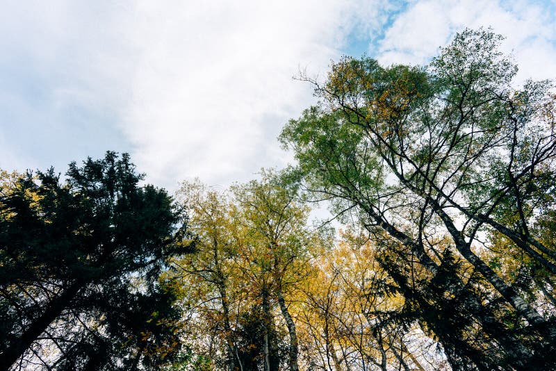 Autumn trees in the valley stock image. Image of olterudelva - 238992207