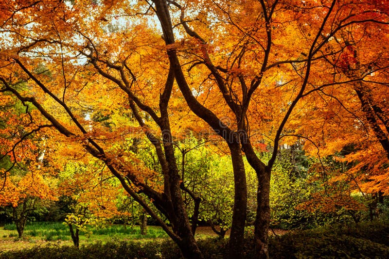 Autumn Trees Vibrant with Colour Stock Image - Image of yellow, trees ...