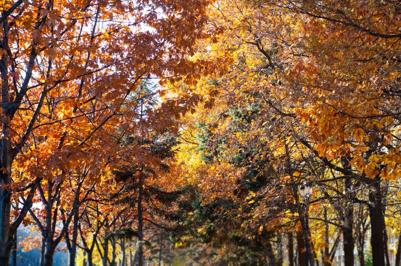 Autumn trees stock image. Image of branches, rusty, leaves - 64209501