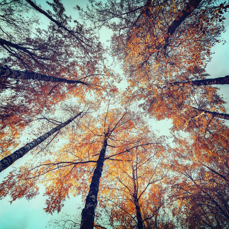 Autumn trees. stock image. Image of angle, plant, vintage - 103010547