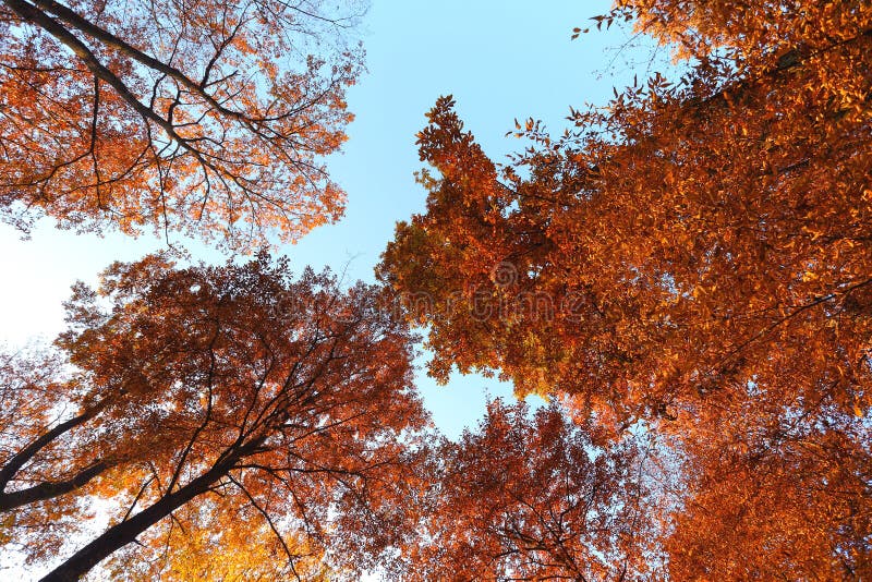 Autumn Trees Viewed from Below Stock Image - Image of golden, forest ...