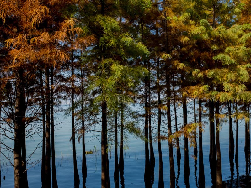 Autumn trees in the water stock image. Image of clear - 197358389