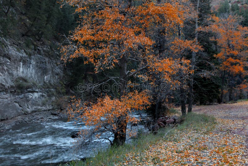 Autumn Trees by Water Stream Stock Photo - Image of flow, flowing ...