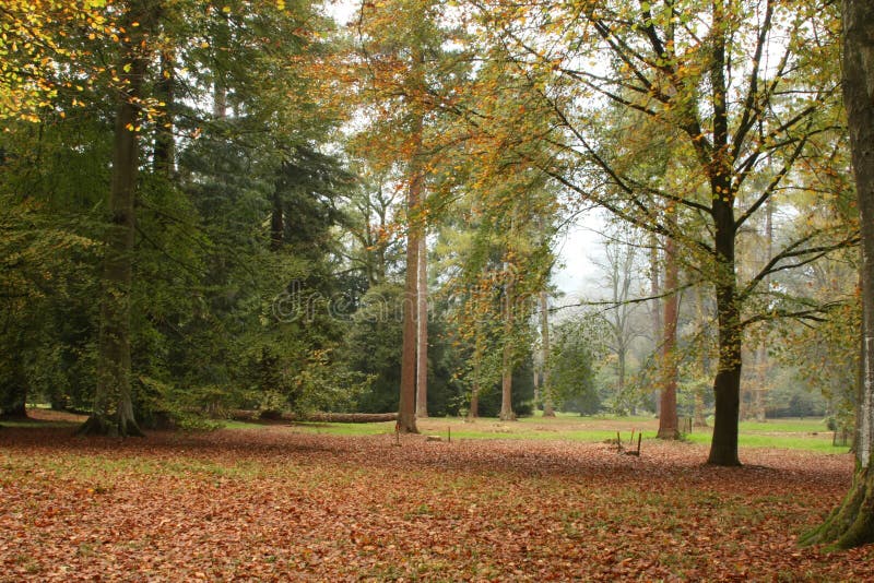 Autumn Trees at Westonbirt Arboretum Stock Photo - Image of leafy, park ...